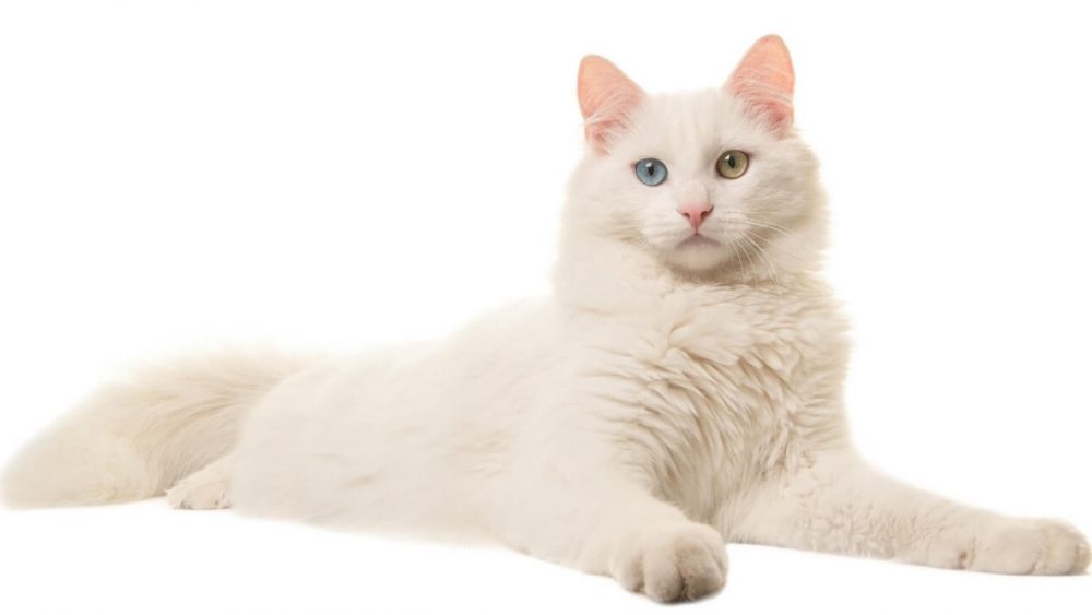 Angorá Turco – cats-ptmagazine