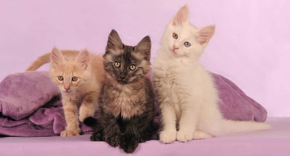 Angorá Turco – cats-ptmagazine