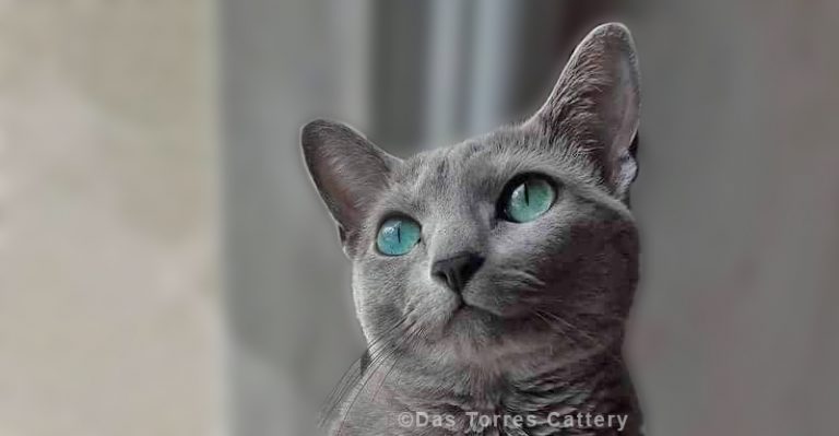 Azul Russo – cats-ptmagazine