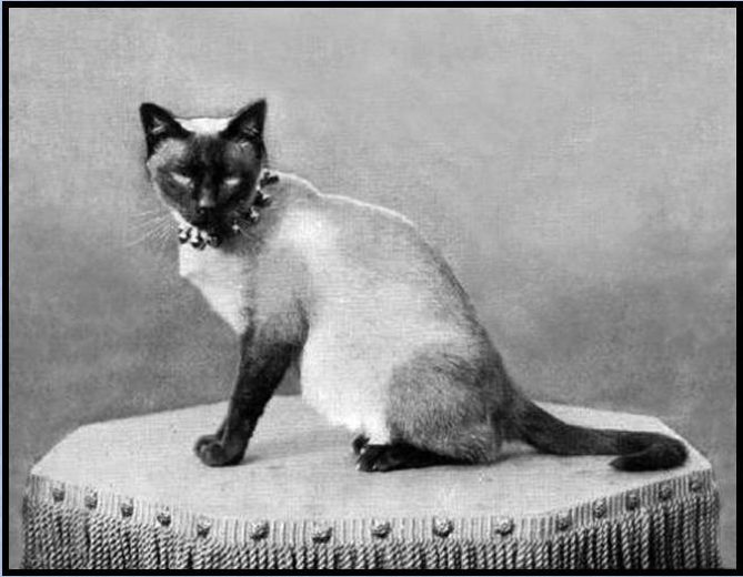 A história do Siamês – cats-ptmagazine