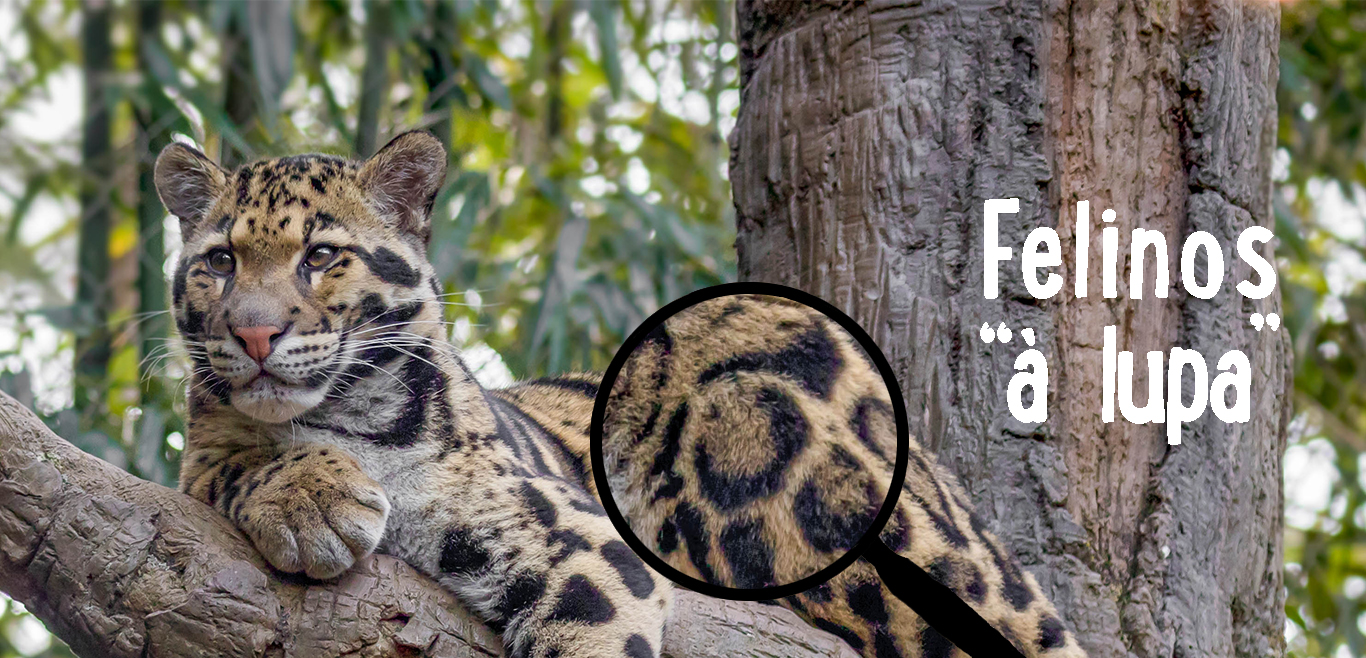 Conheça “à lupa” os felinos no Jardim Zoológico – cats-ptmagazine