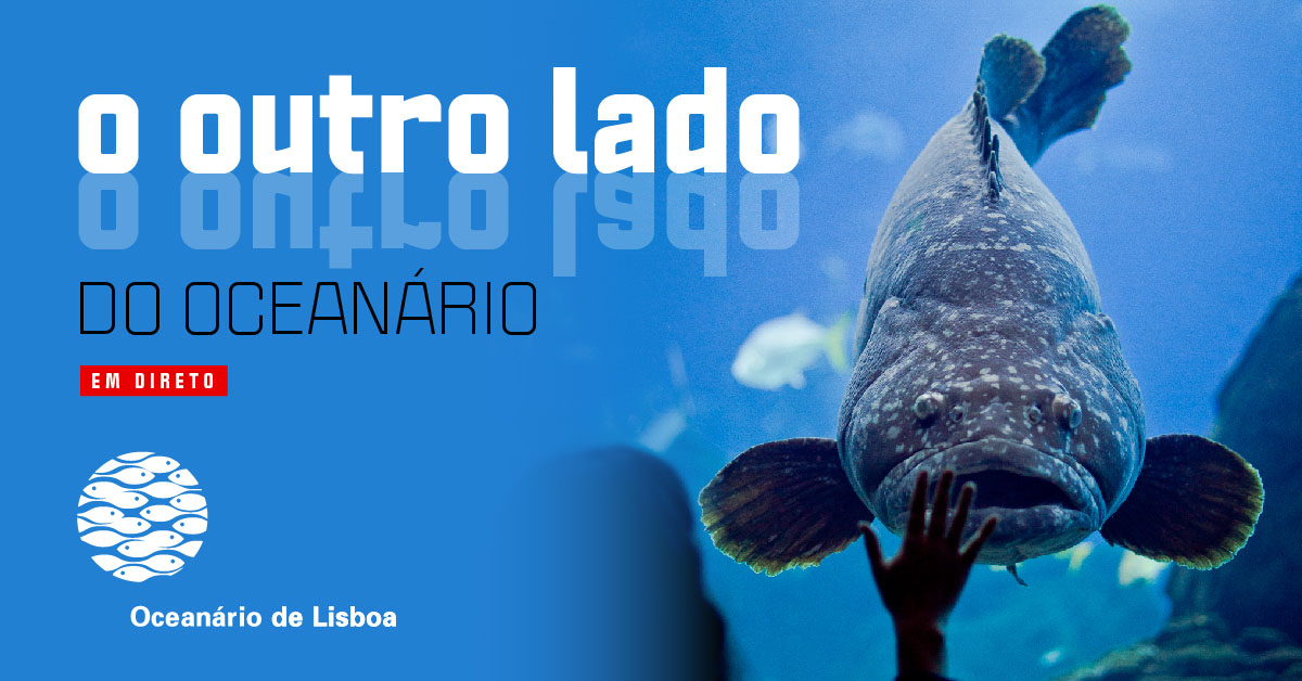 Já pode visitar o Oceanário em direto a partir de casa – cats-ptmagazine