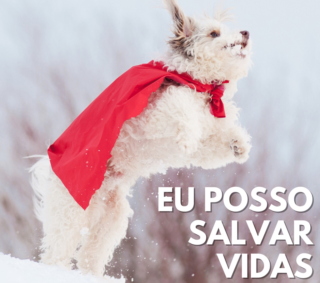 Campanha de Dádiva de Sangue Animal – cats-ptmagazine