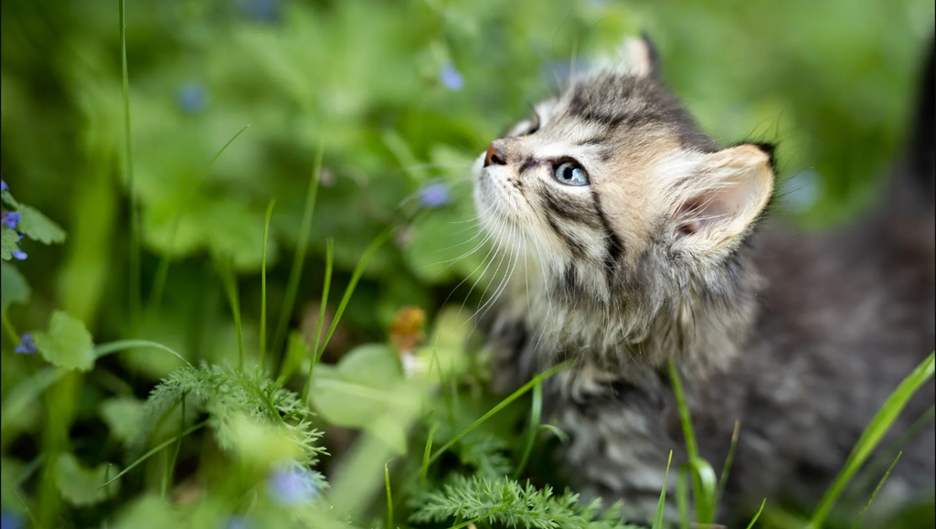 Produtos ecológicos para gatos ganham cada vez mais importância – cats ...