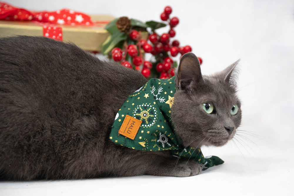Já escolheu o outfit de Natal para o seu gato? – cats-ptmagazine
