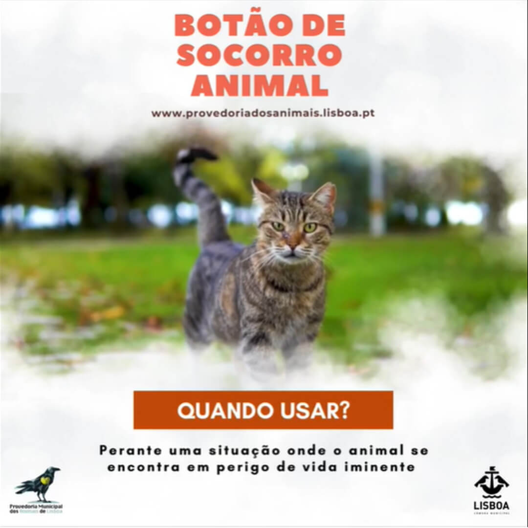 O que é o “botão de socorro animal”? – cats-ptmagazine