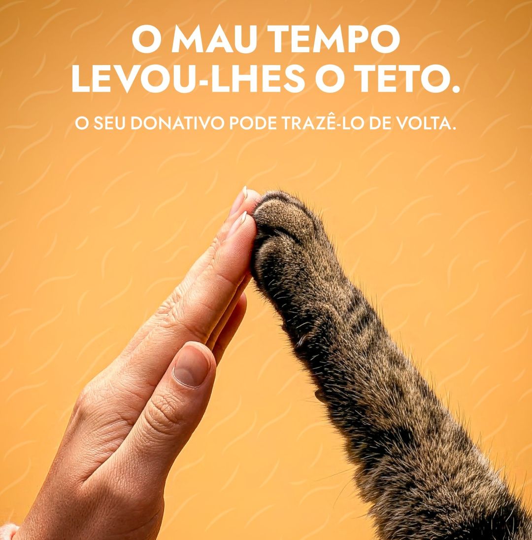 DDB lança campanha solidária para reconstrução do Santuário SOS Animal ...